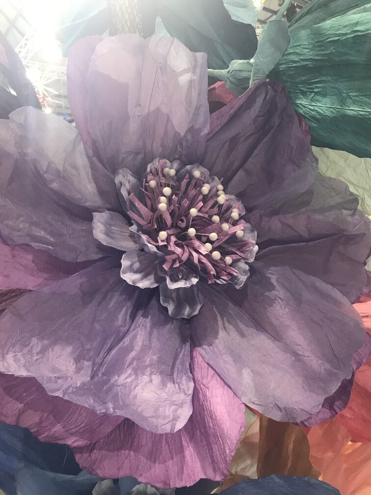 MAUVE: Moonlight paper flower - NIBBANAH
