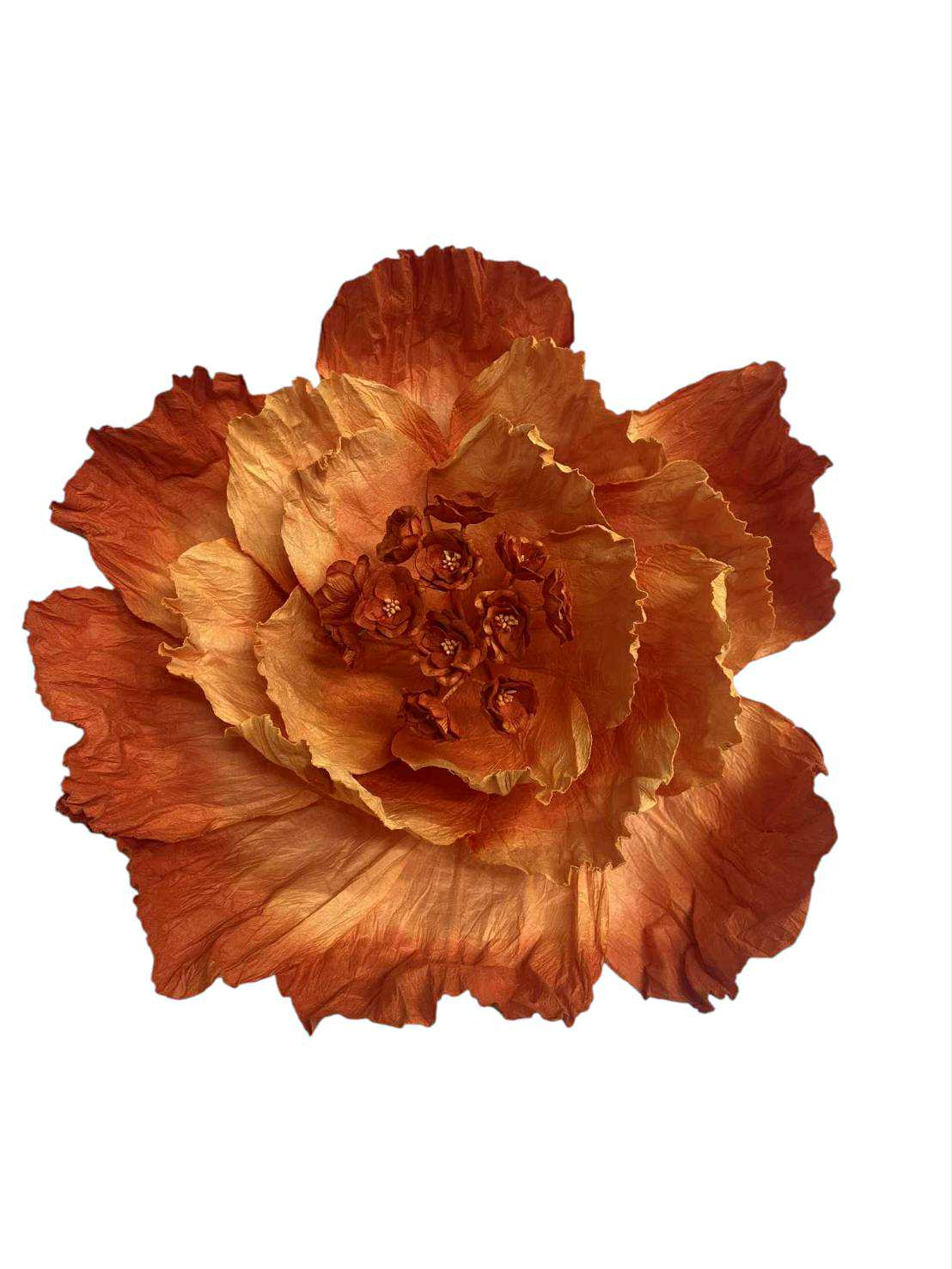 Orange : PRIMROSE FLOWER - NIBBANAH